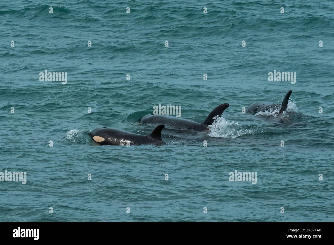Killer whale hunting sea lions, Peninsula Valdes, Patagonia, Argentina ...