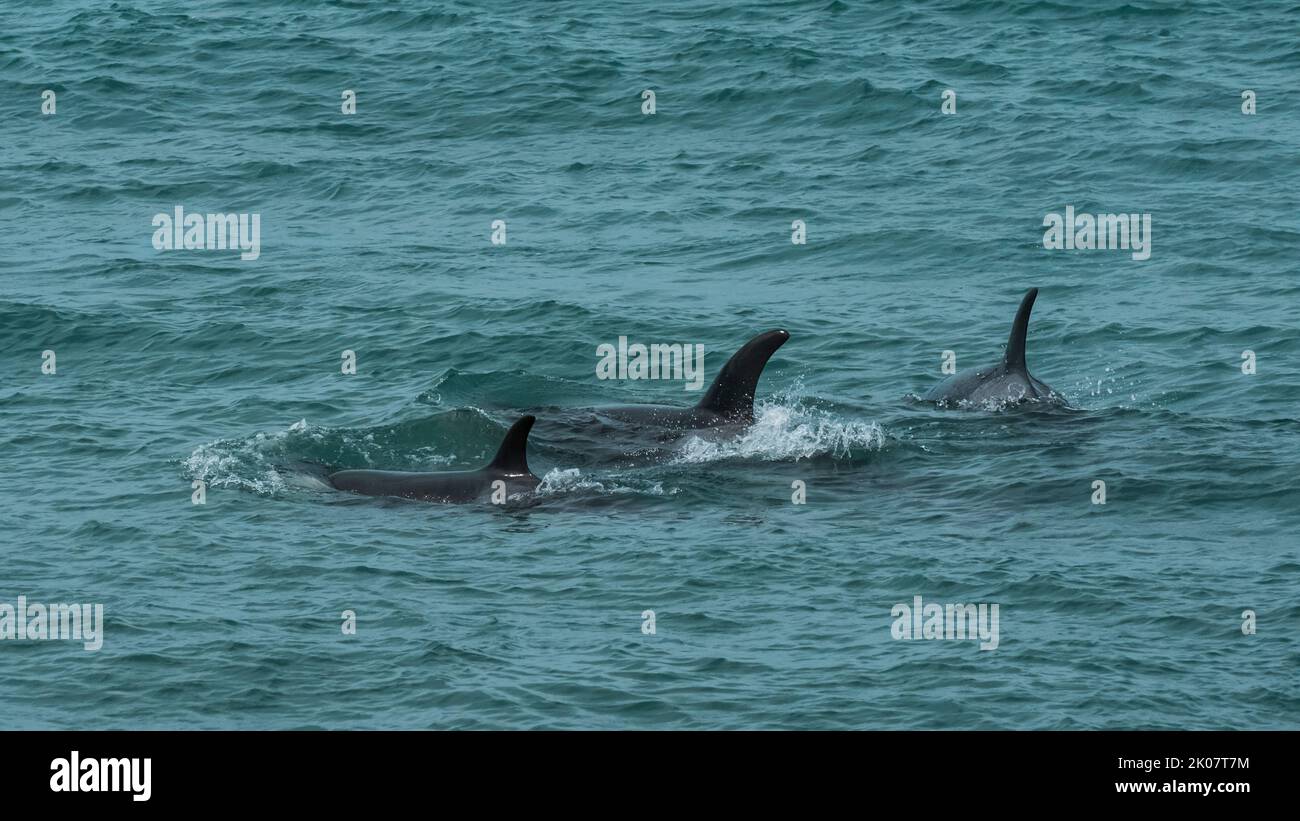 Killer whale hunting sea lions, Peninsula Valdes, Patagonia, Argentina ...