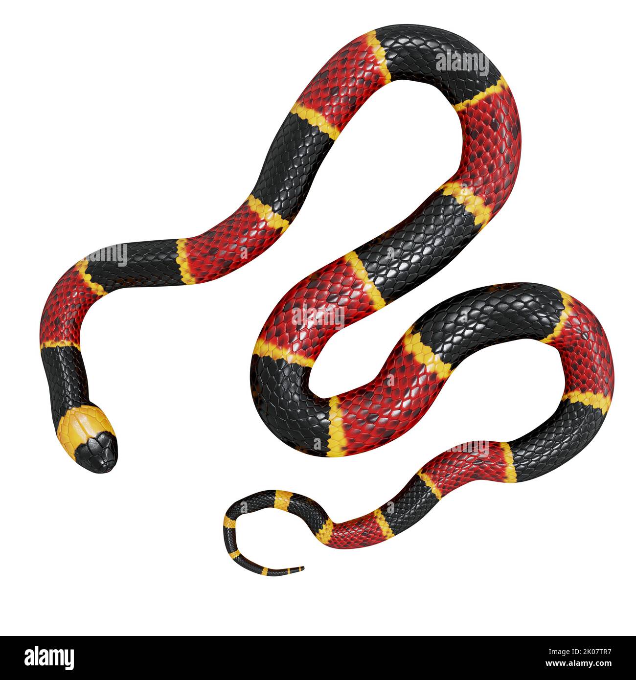 Eastern coral snake hi-res stock photography and images - Alamy