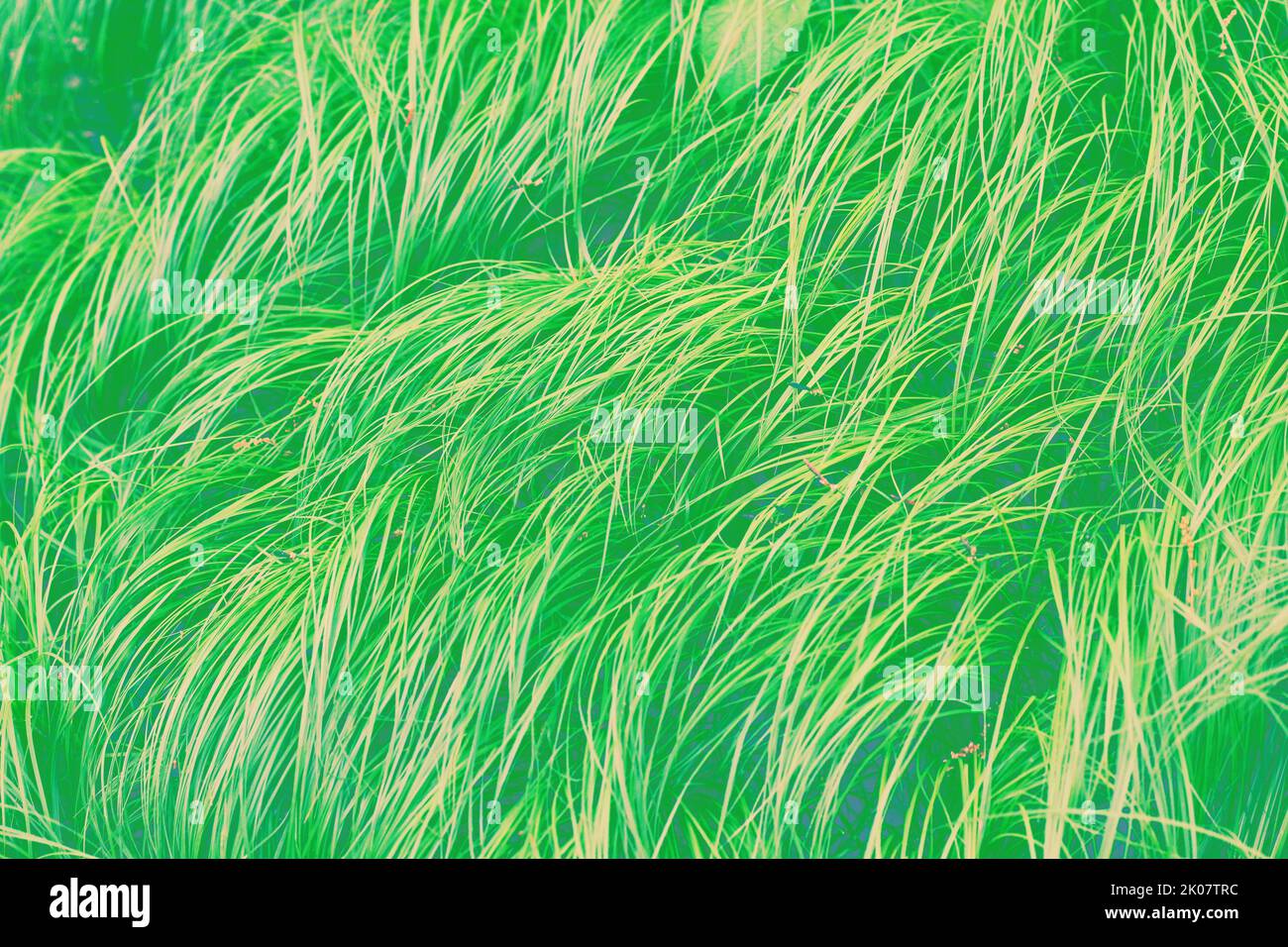 Full frame of leafy summer grass growing in the meadow in a bright ...