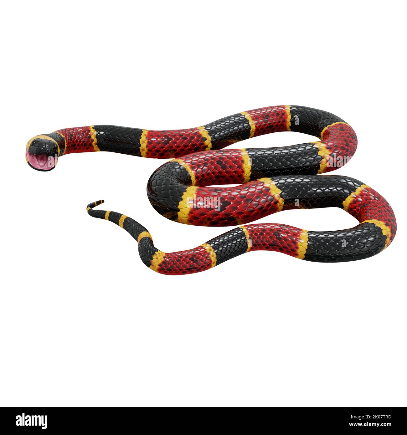 Eastern coral snake hi-res stock photography and images - Alamy