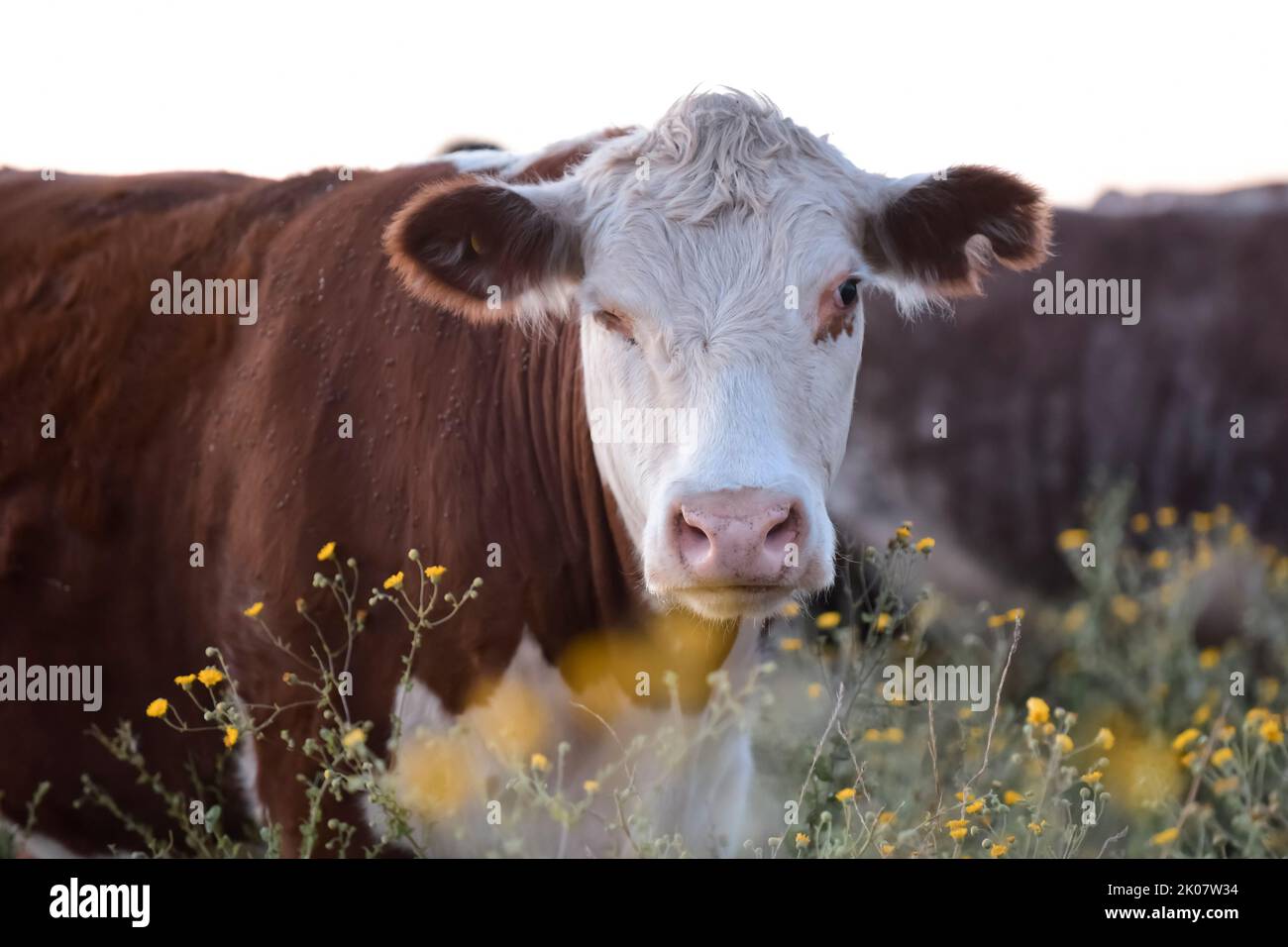 Cows raised with natural pastures, meat production in the Argentine ...