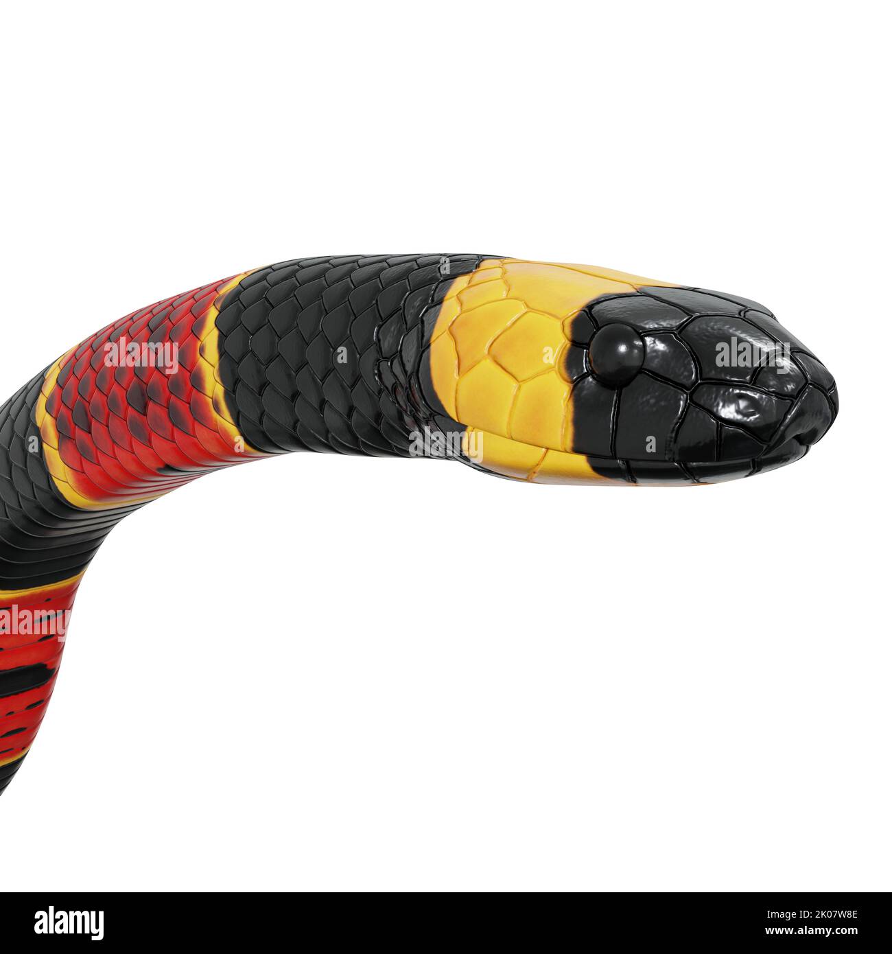 Eastern coral snake 3D illustration Stock Photo - Alamy