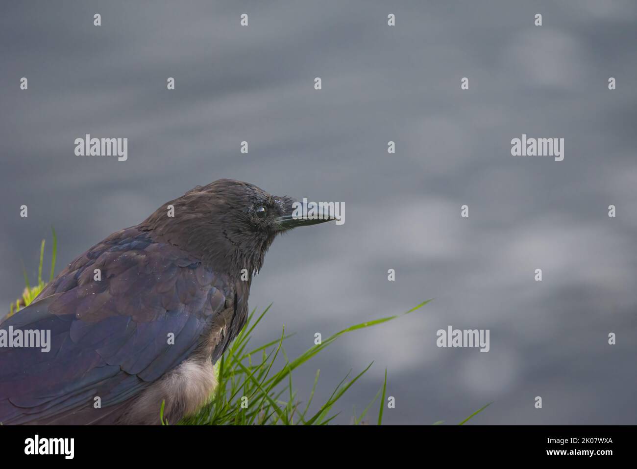 Crow in detail hi-res stock photography and images - Alamy