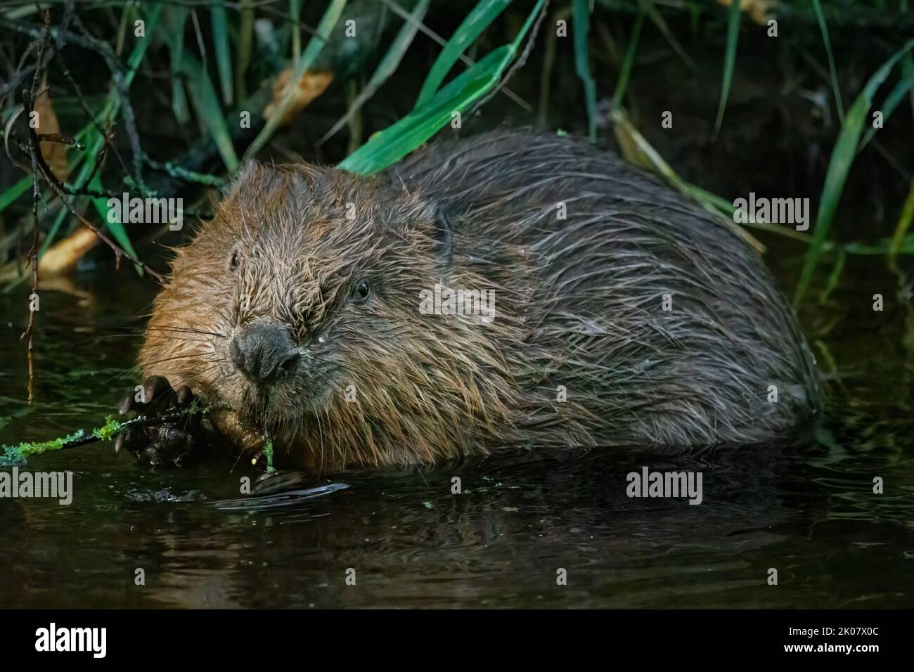 Eurasian Beaver (Castor fiber) on the River Tay, Perthshire, Scotland ...