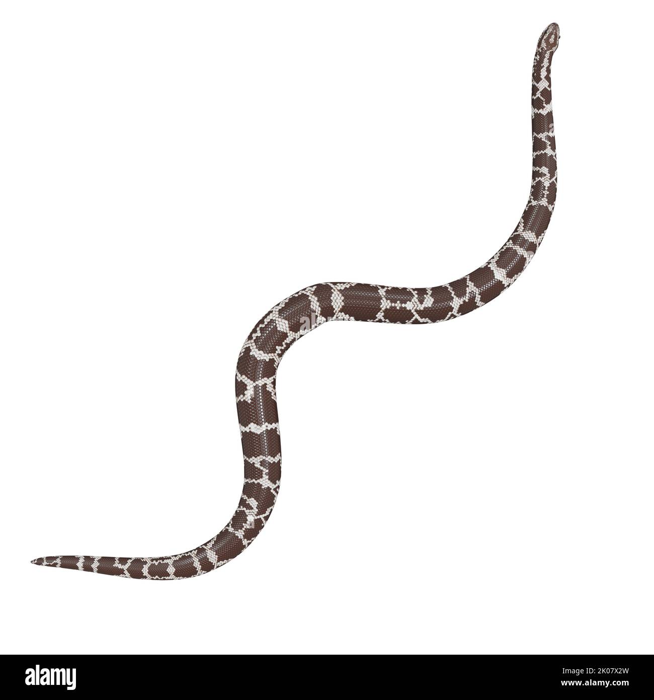 Kenyan sand boa 3d illustration Stock Photo - Alamy