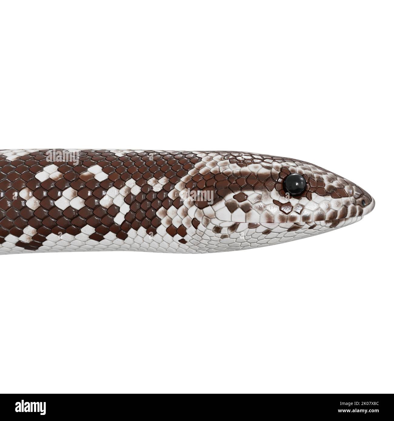 Kenyan sand boa 3d illustration Stock Photo - Alamy