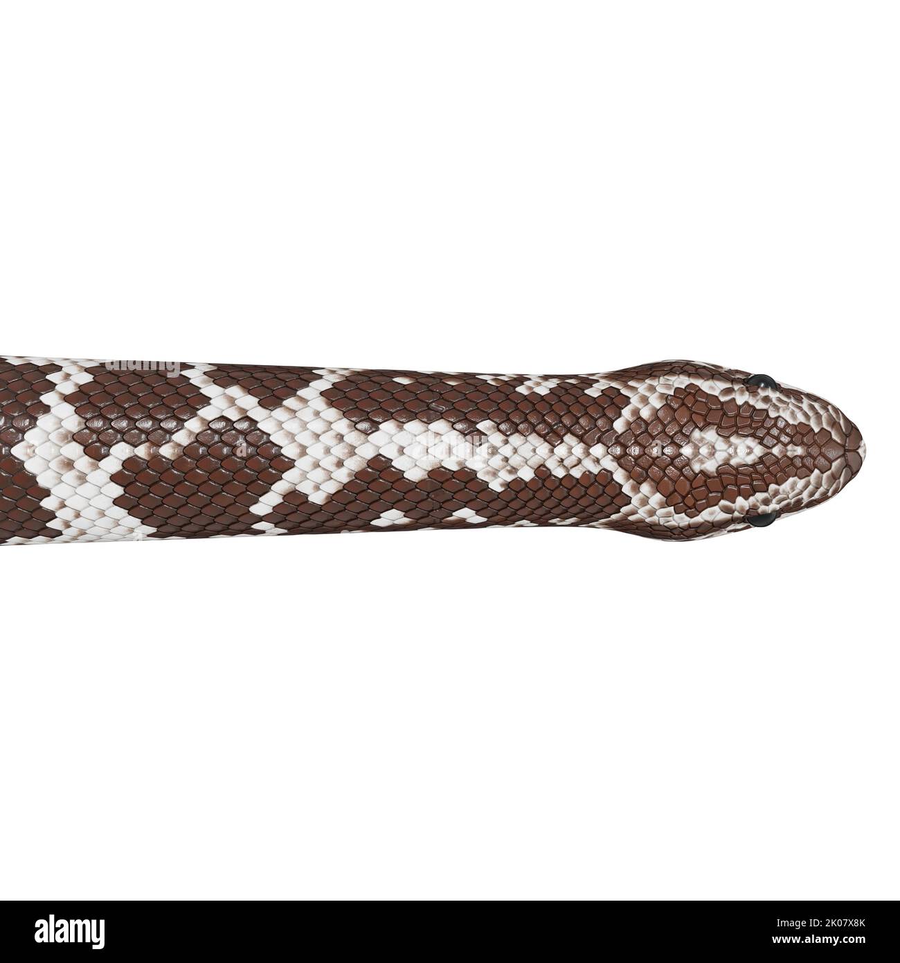 Kenyan sand boa 3d illustration Stock Photo - Alamy