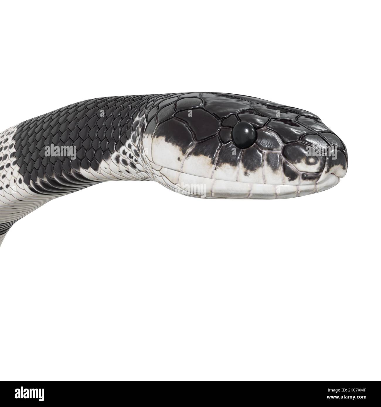 Malayan krait hi-res stock photography and images - Alamy