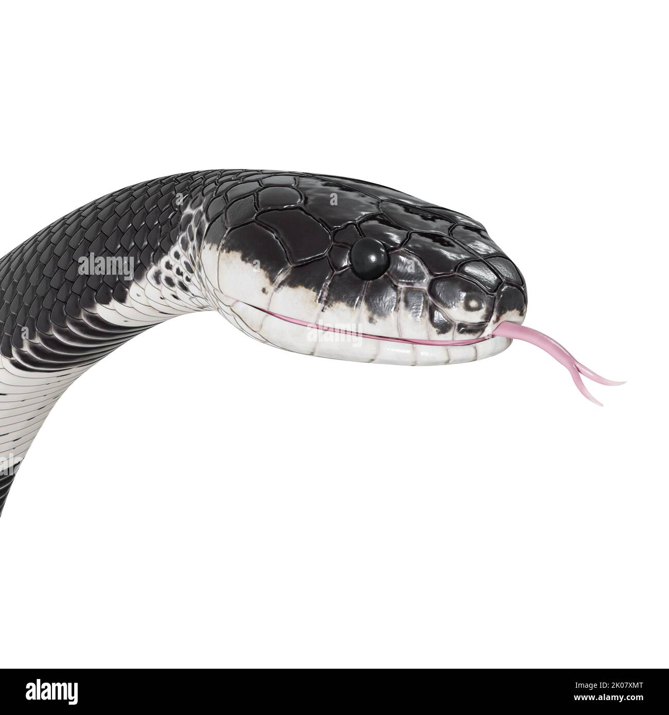 Malayan krait hi-res stock photography and images - Alamy