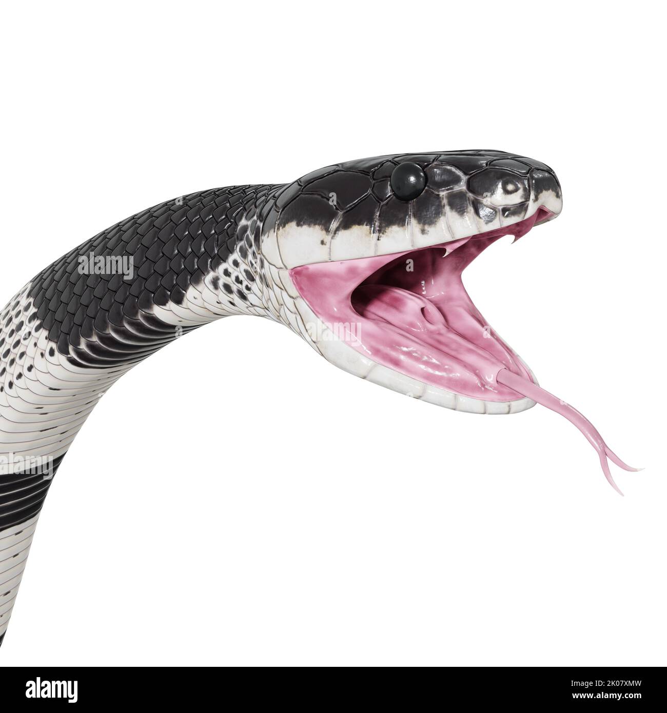 Malayan krait hi-res stock photography and images - Alamy