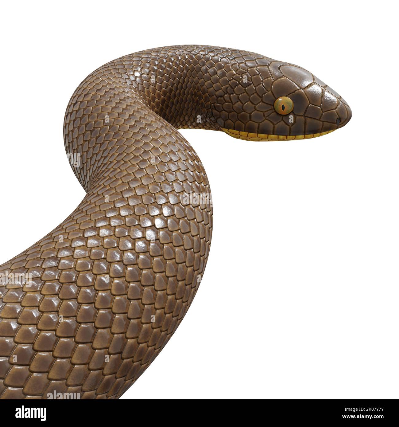 Malayan krait hi-res stock photography and images - Alamy