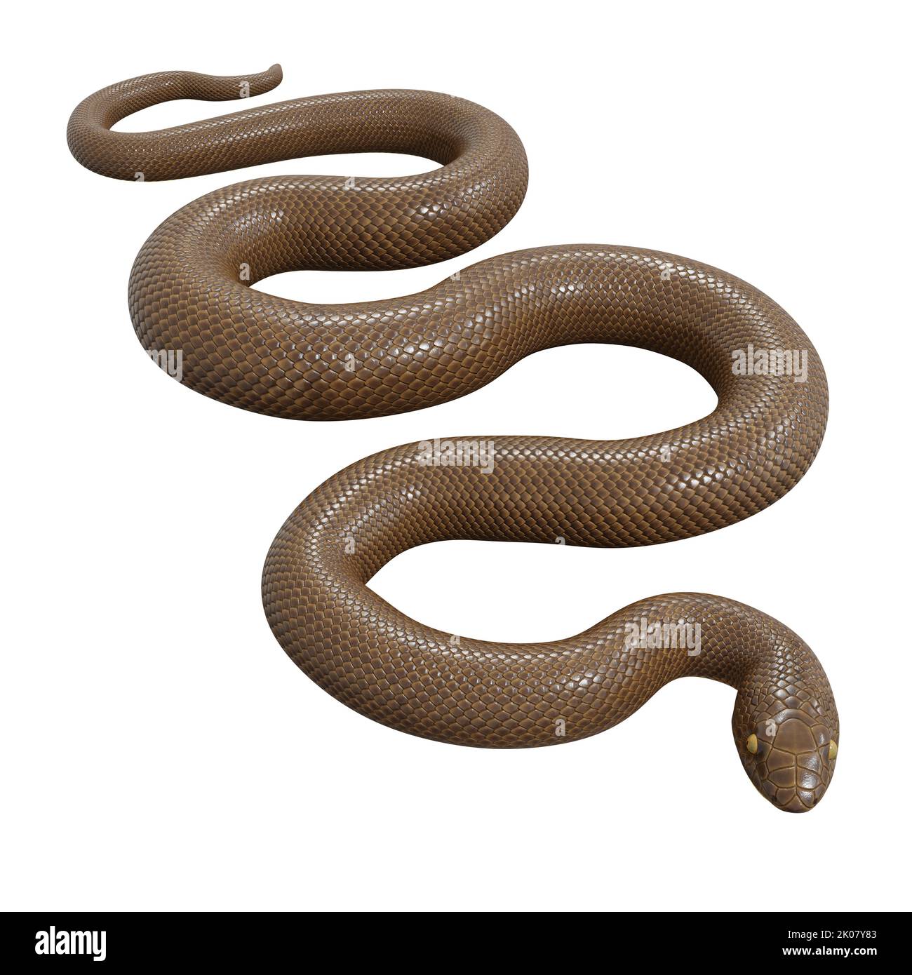 Malayan Krait 3D illustration Stock Photo - Alamy