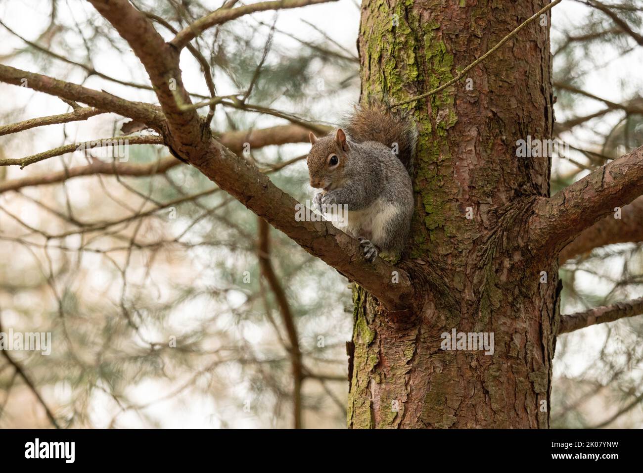 British red squirrel burying nuts hi-res stock photography and images ...