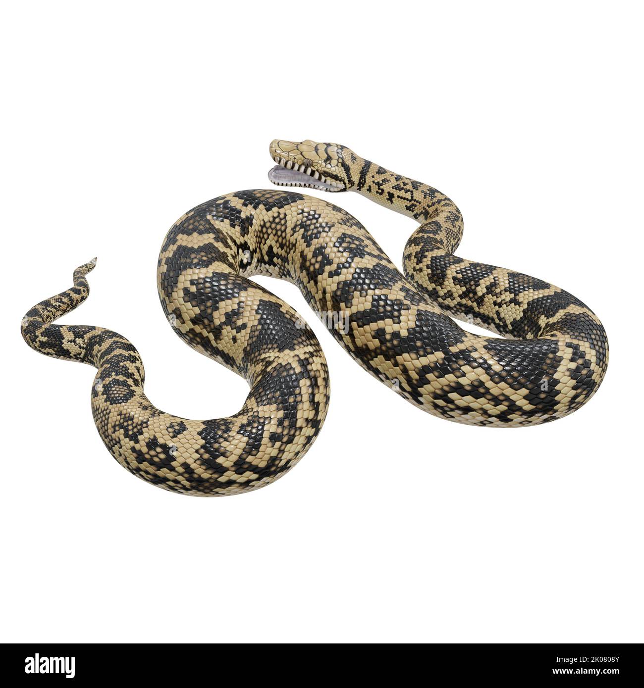 Scrub python 3D illustration Stock Photo - Alamy