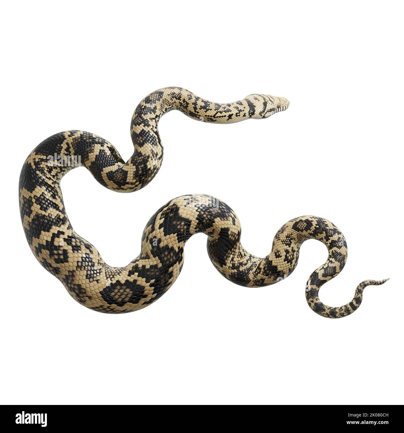 Scrub python 3D illustration Stock Photo - Alamy