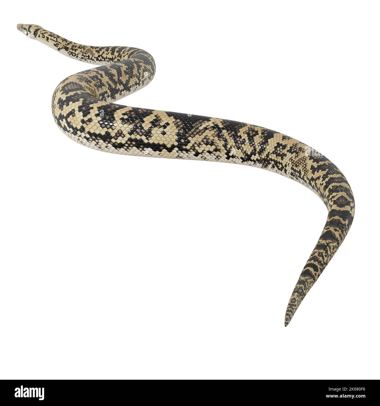 Scrub python 3D illustration Stock Photo - Alamy