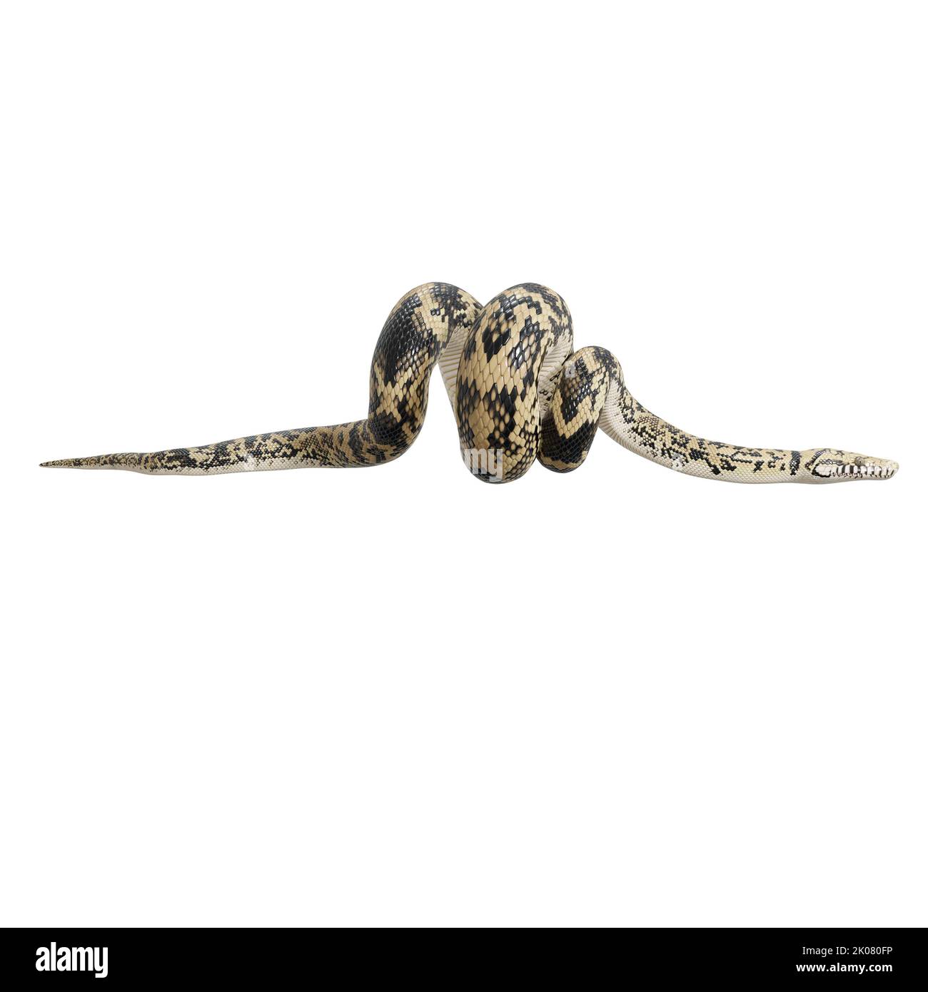 Scrub python 3D illustration Stock Photo - Alamy