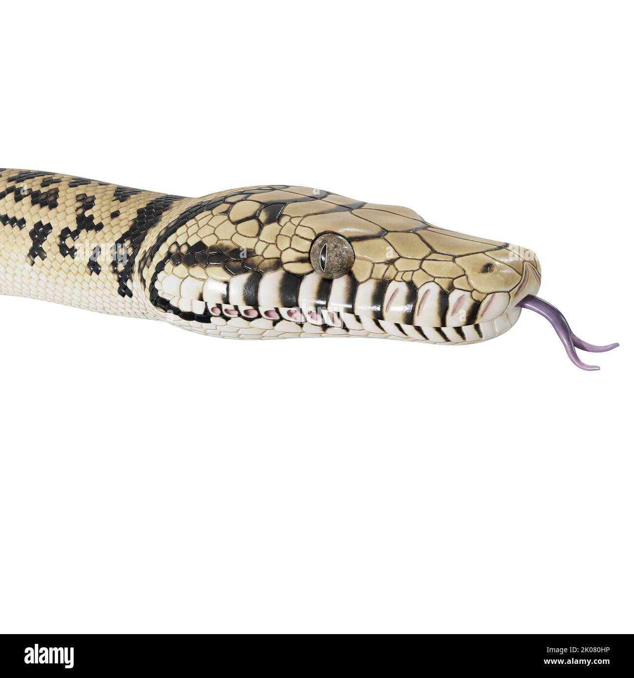 Scrub python 3D illustration Stock Photo - Alamy