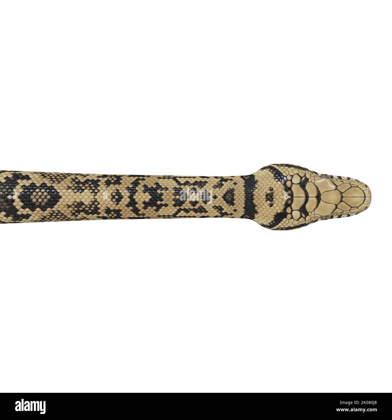 Scrub python 3D illustration Stock Photo - Alamy