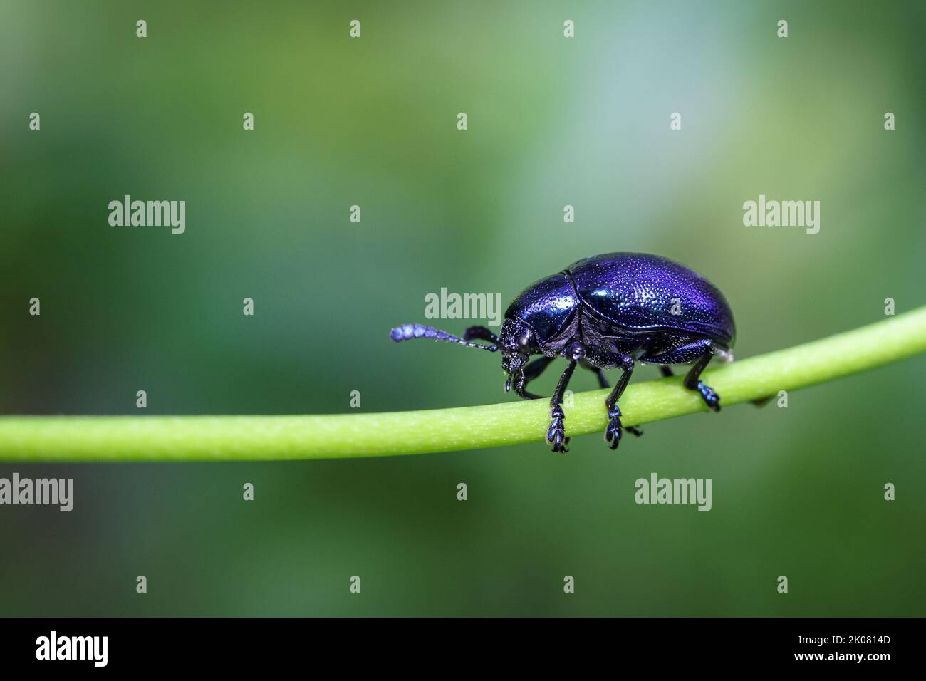 blue metallic beetle close up macro on green leaf.this photo was taken ...