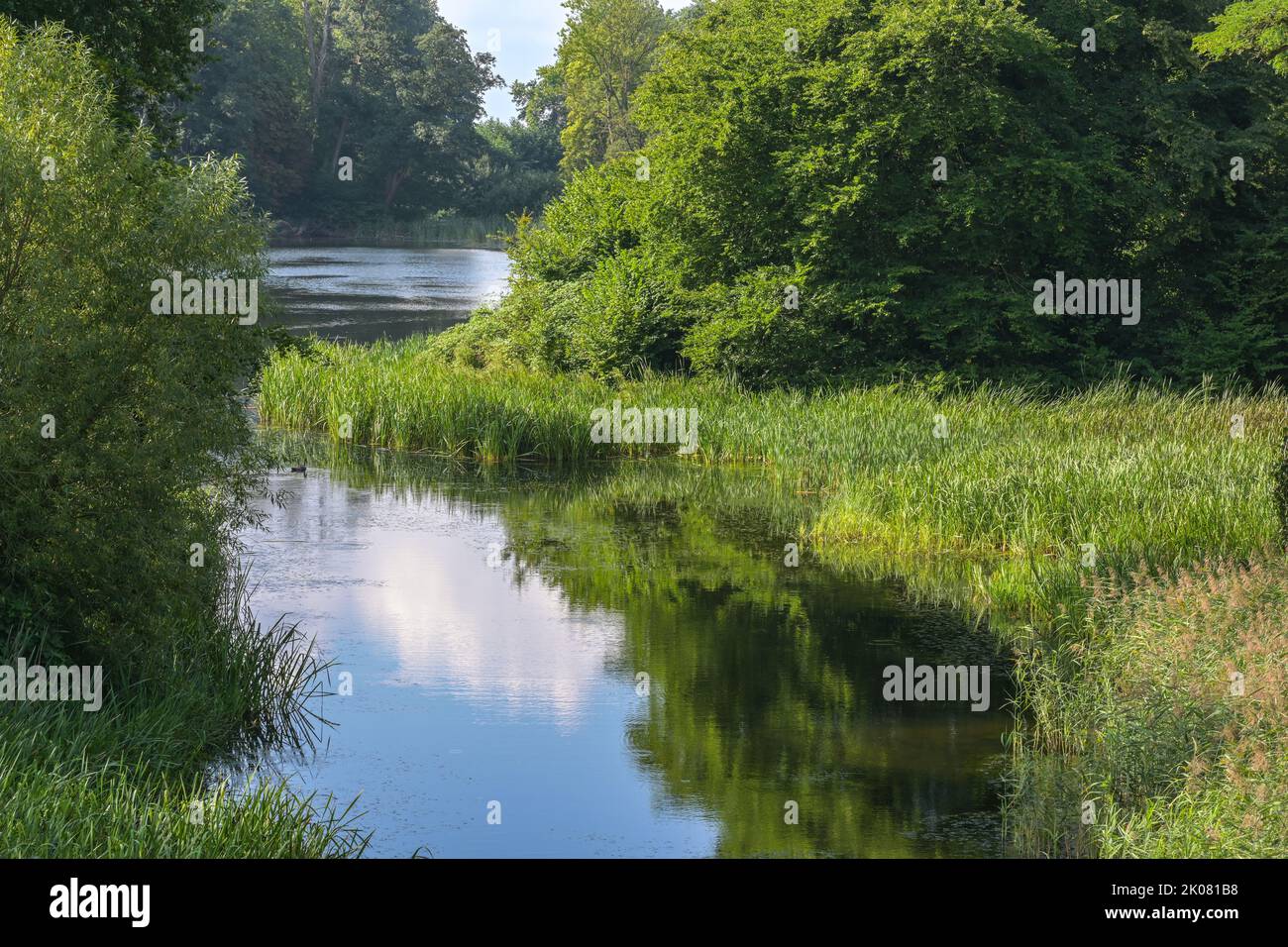 Calm river flows into a lake. Reeds, bushes and green leafy trees ...