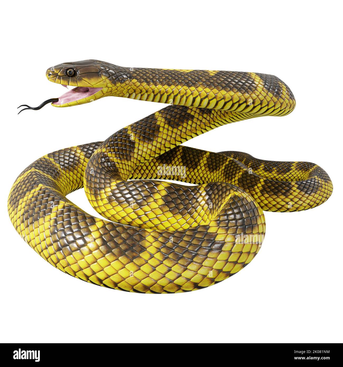Zebra jungle carpet python 3D illustration Stock Photo - Alamy