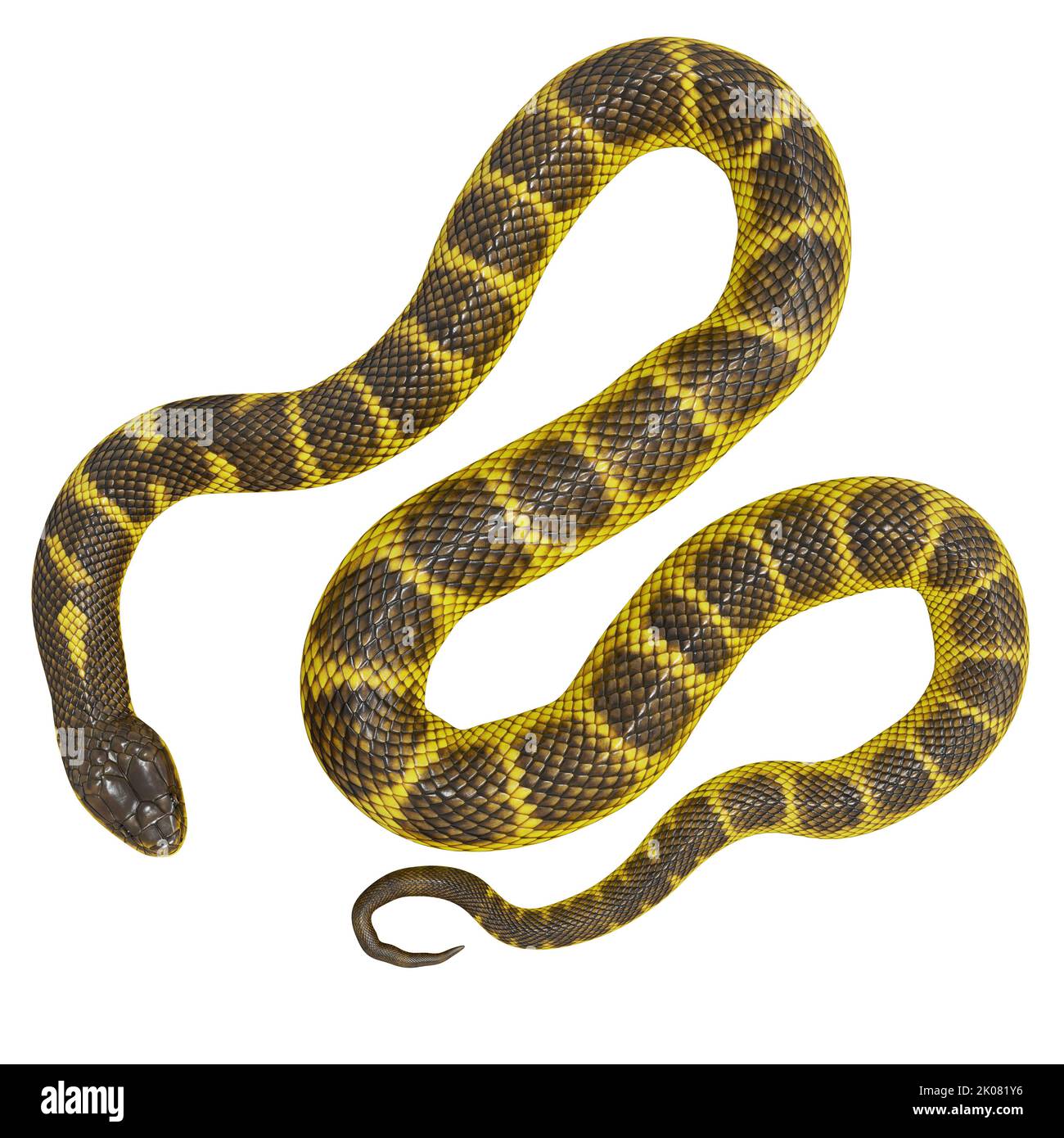 Zebra jungle carpet python 3D illustration Stock Photo - Alamy