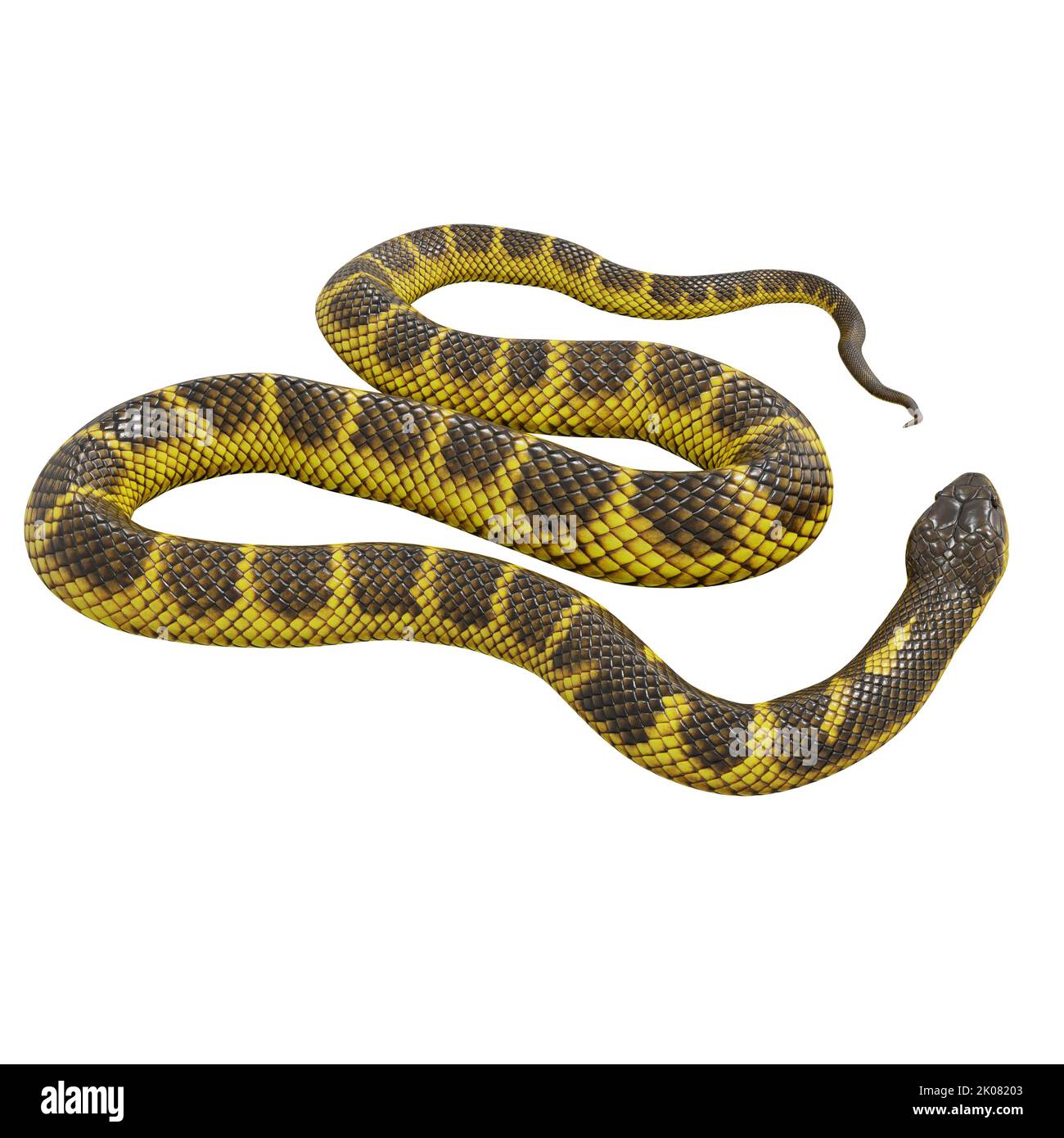 Zebra jungle carpet python 3D illustration Stock Photo - Alamy