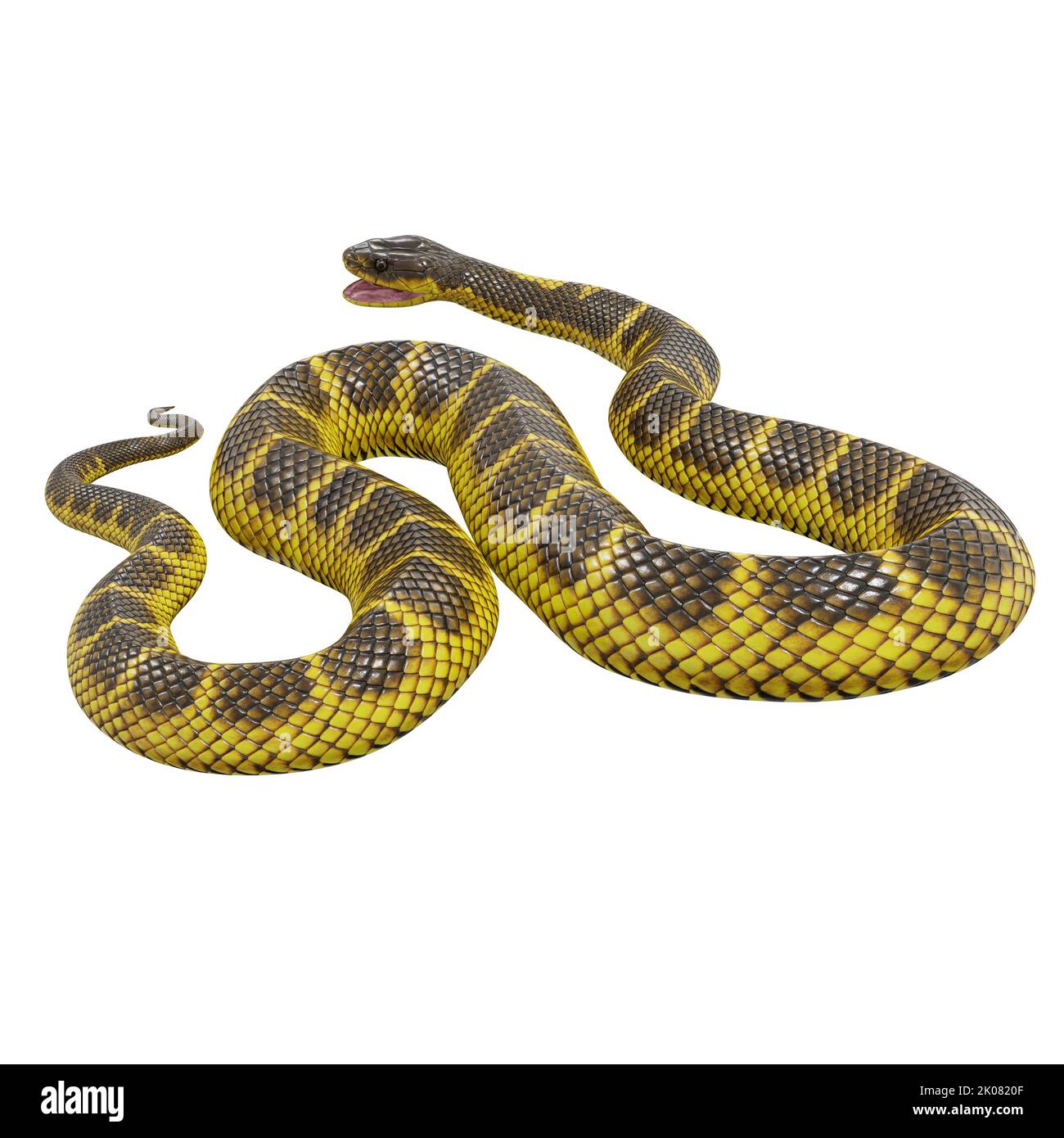 Zebra jungle carpet python 3D illustration Stock Photo - Alamy