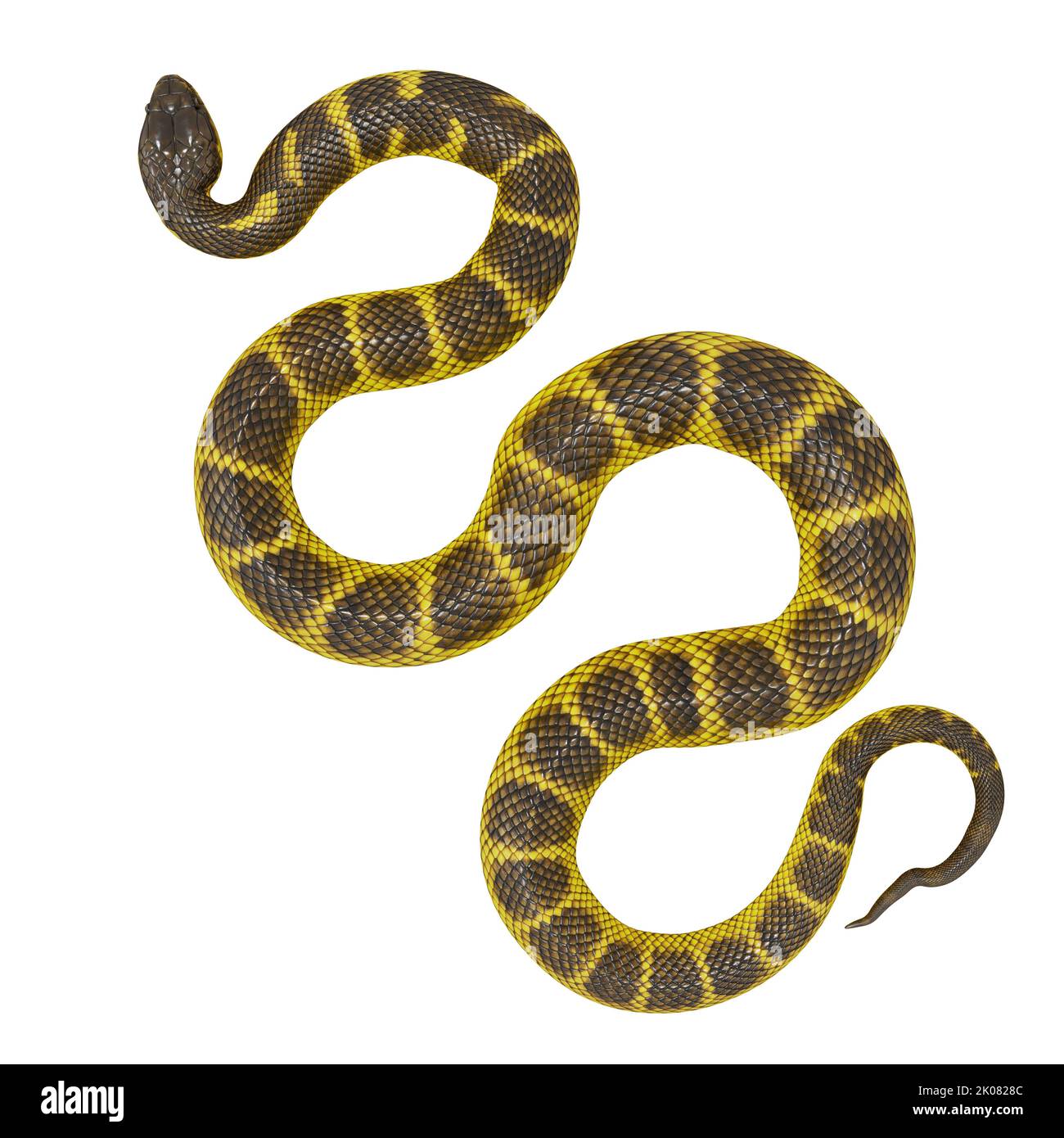 Zebra jungle carpet python 3D illustration Stock Photo - Alamy
