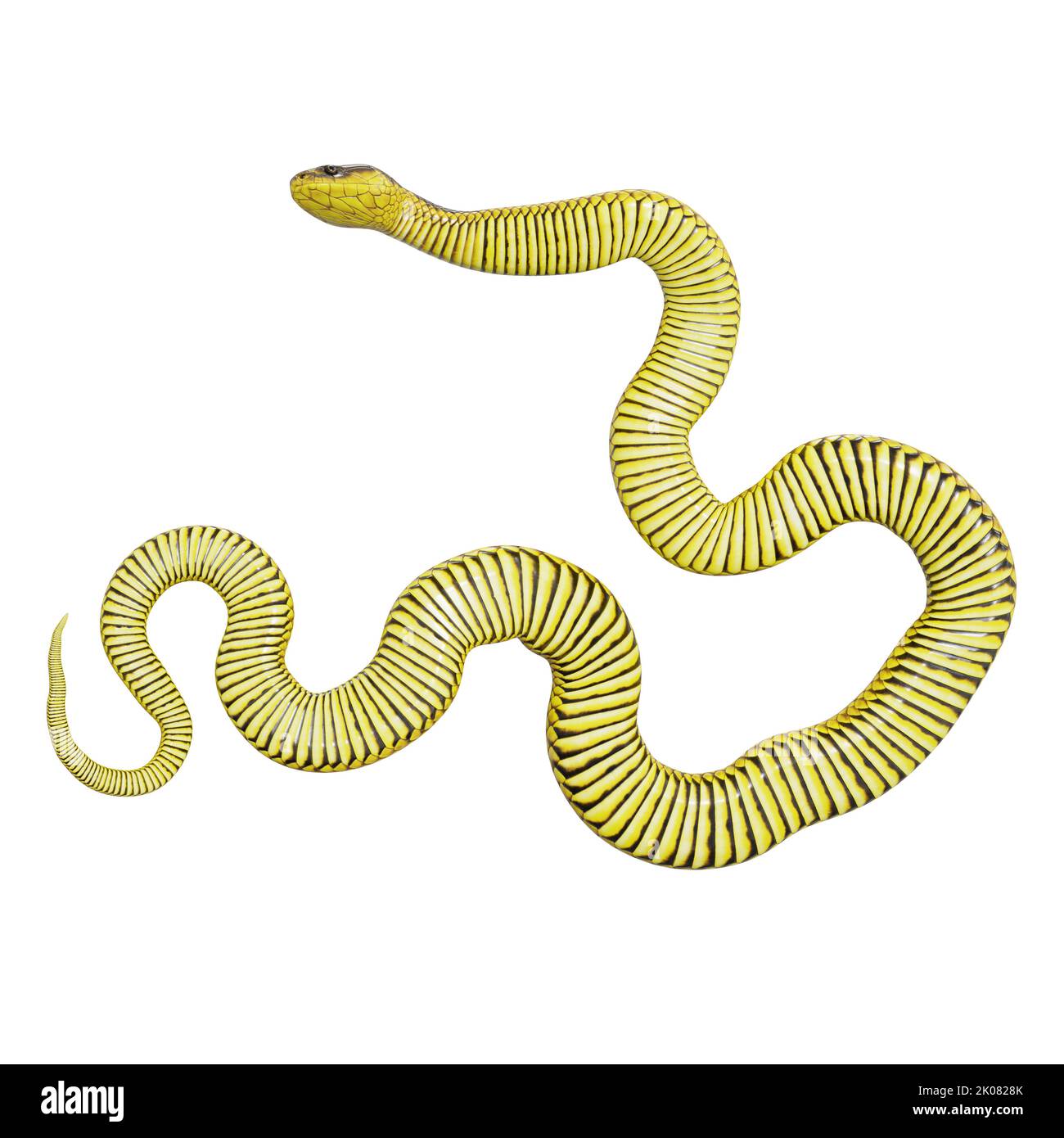 Zebra jungle carpet python 3D illustration Stock Photo - Alamy