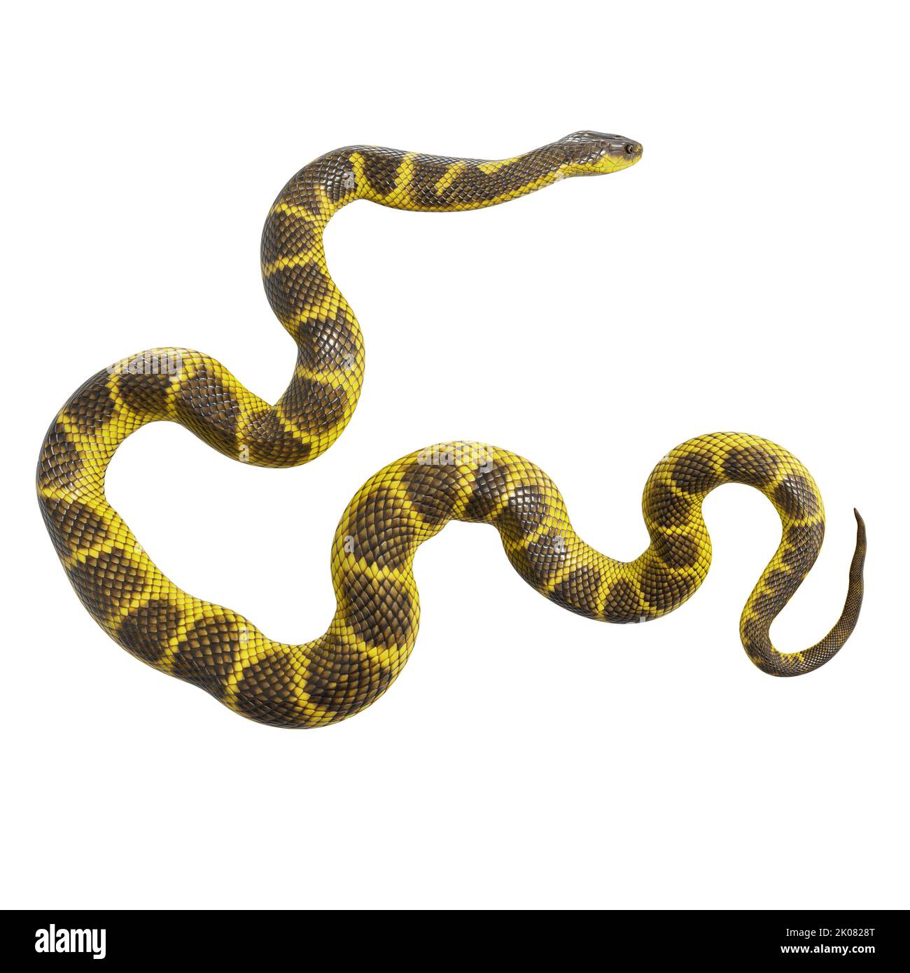Zebra jungle carpet python 3D illustration Stock Photo - Alamy