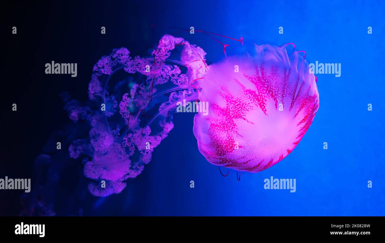 Pink fluorescent jellyfish swimming underwater aquarium pool. The South ...