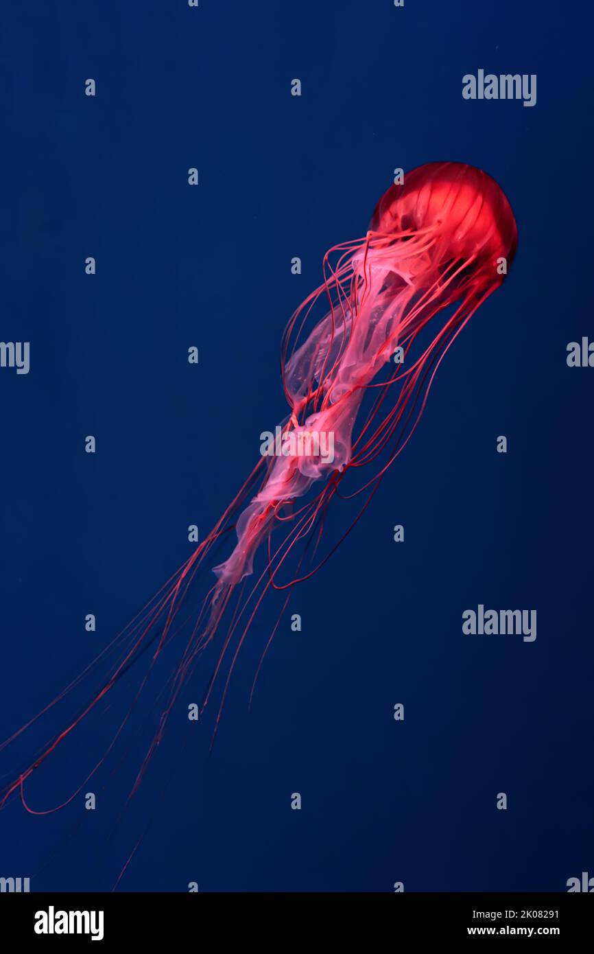 Jellyfish japanese sea nettle extreme hi-res stock photography and ...