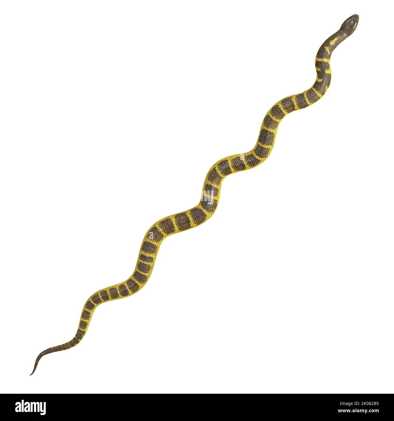 Jungle carpet snake hi-res stock photography and images - Alamy