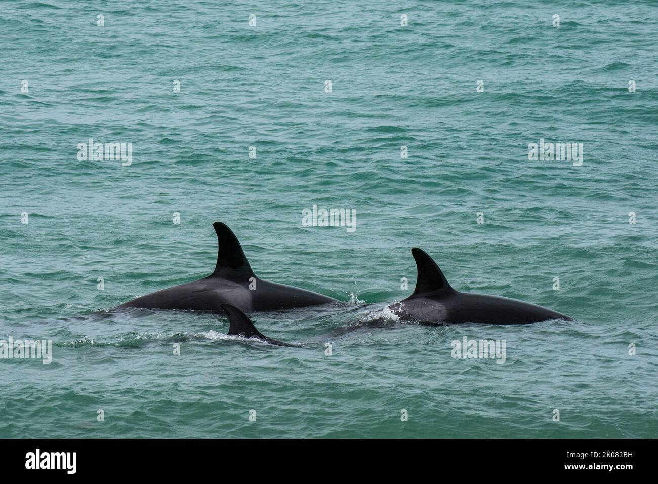 Killer whale hunting sea lions, Patagonia, Argentina Stock Photo - Alamy