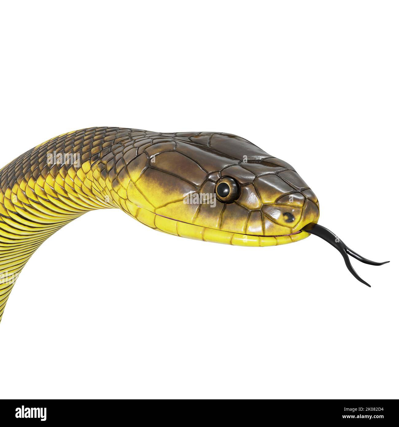 Zebra jungle carpet python 3D illustration Stock Photo - Alamy