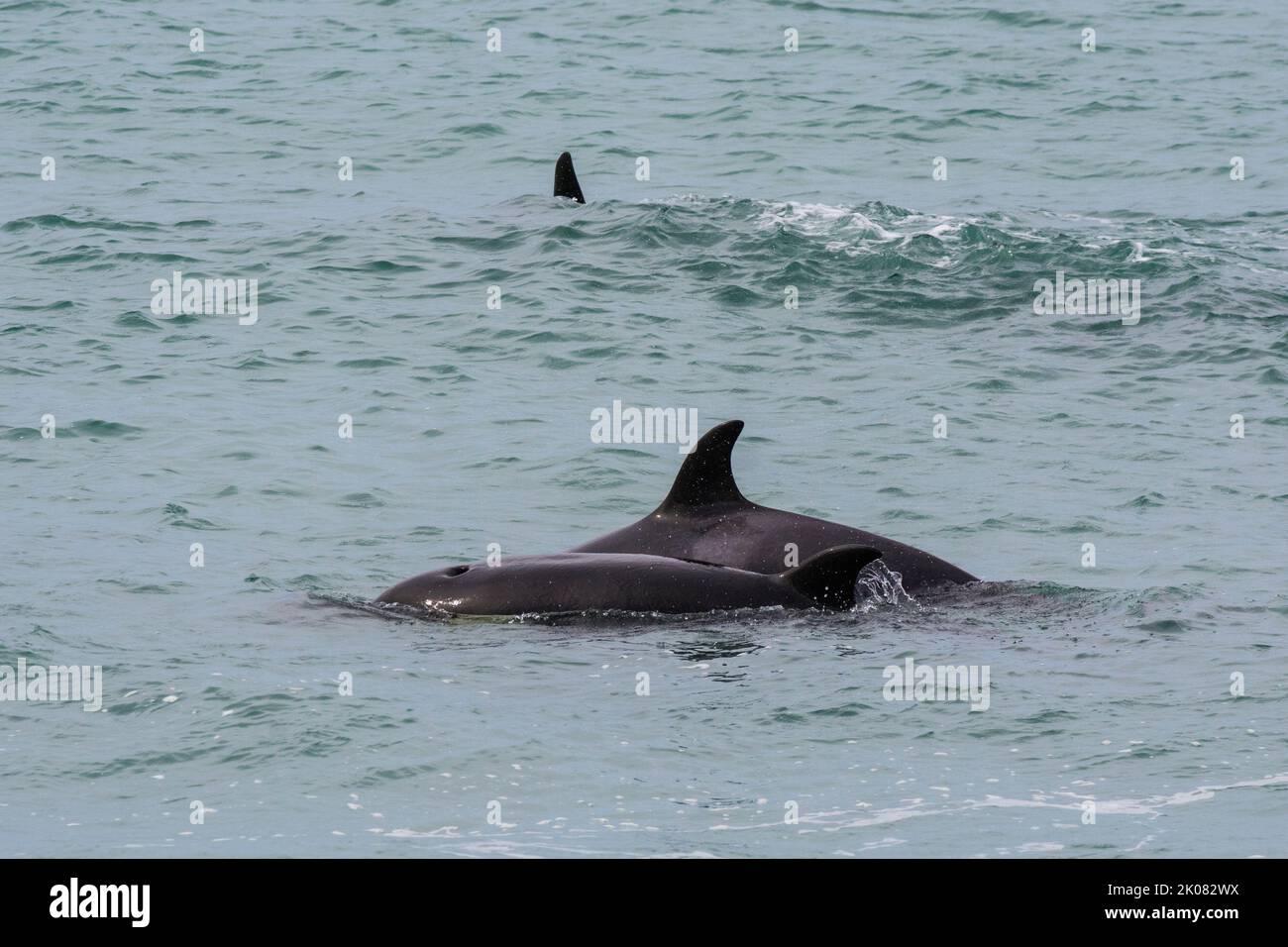 Killer whale hunting sea lions, Patagonia, Argentina Stock Photo - Alamy