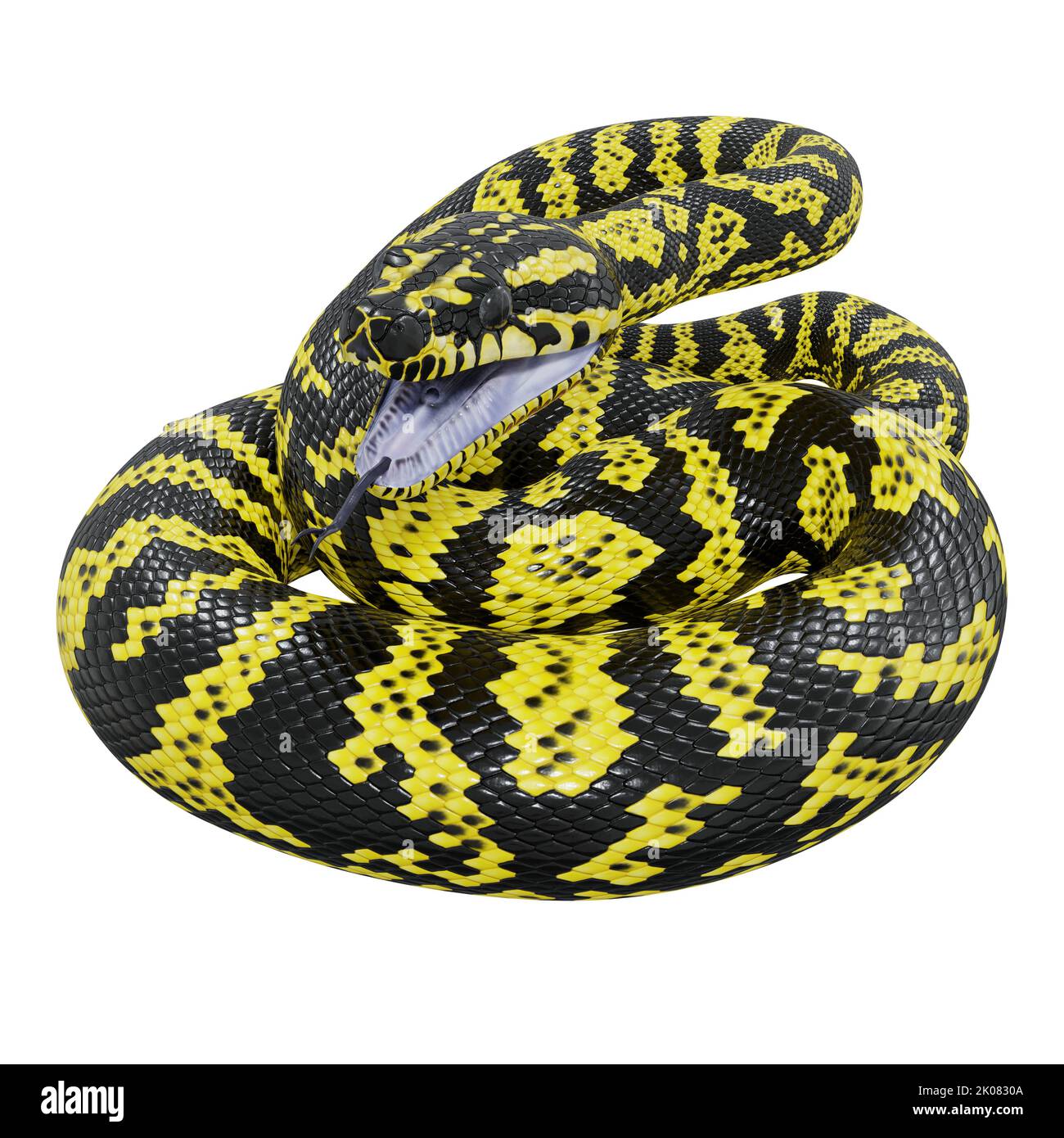 3D illustration of Zebra jungle carpet python Stock Photo - Alamy
