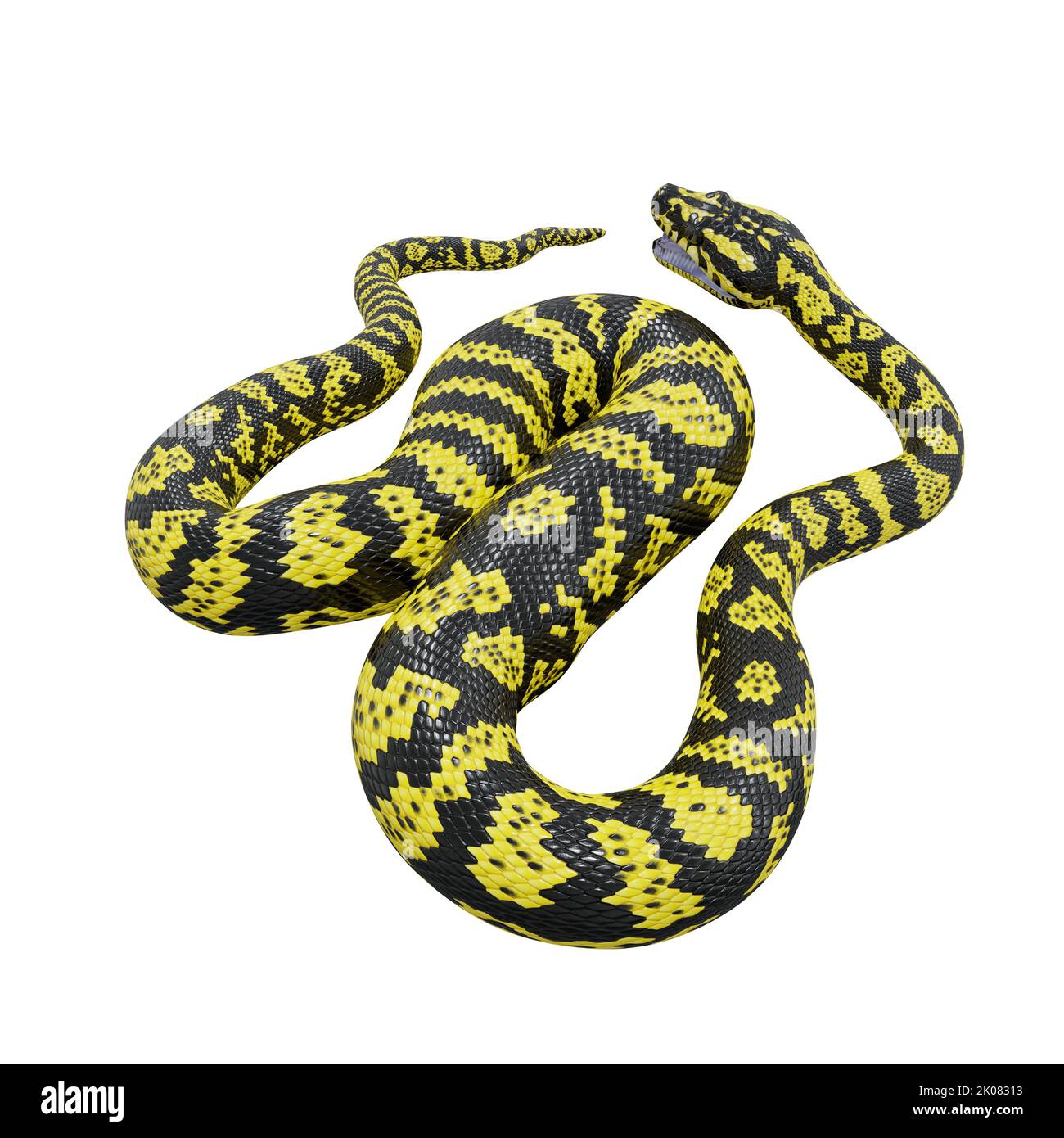 3D illustration of Zebra jungle carpet python Stock Photo - Alamy