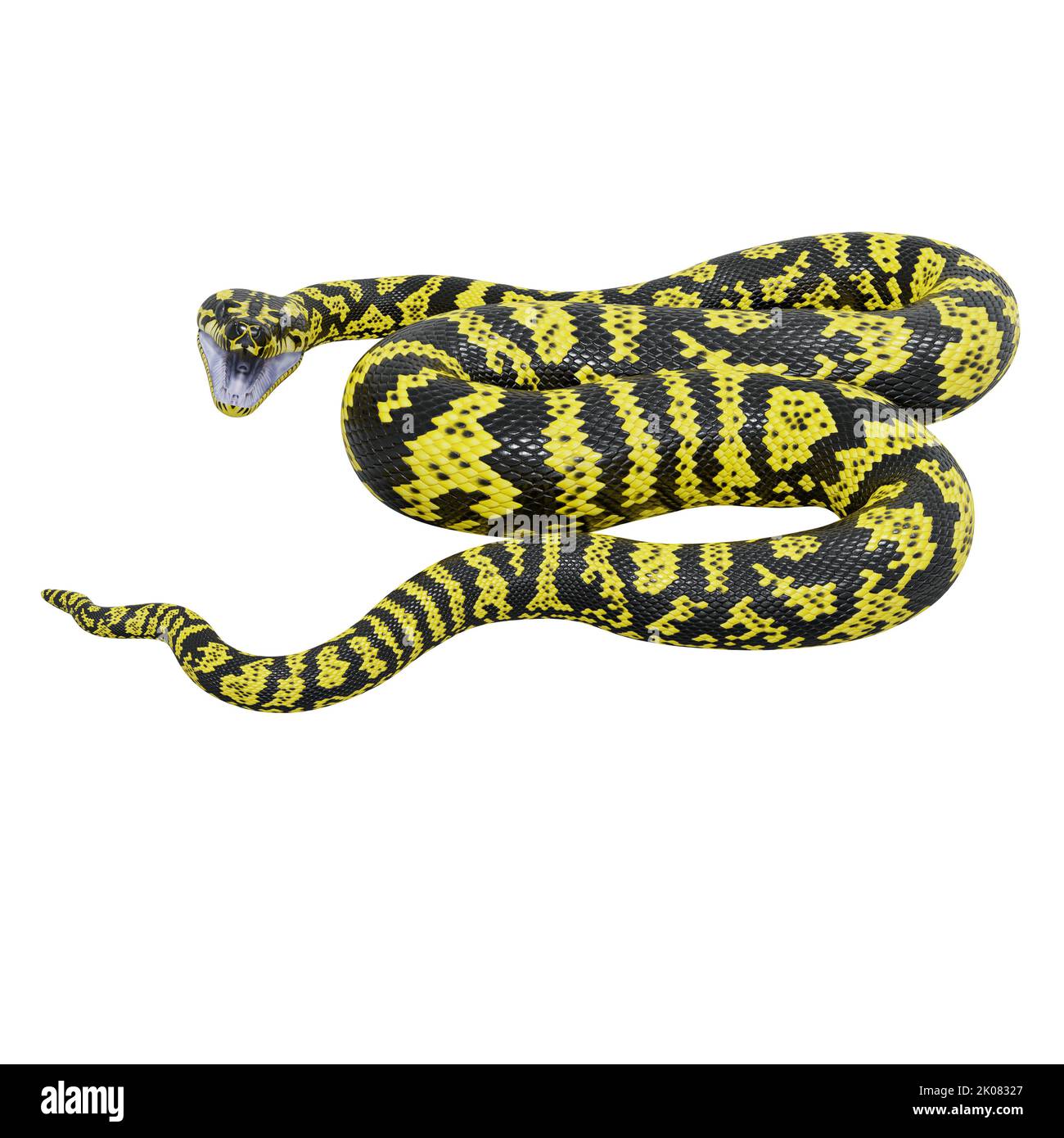 3D illustration of Zebra jungle carpet python Stock Photo - Alamy