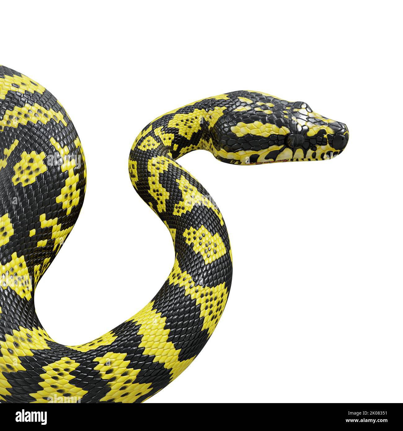 3D illustration of Zebra jungle carpet python Stock Photo - Alamy