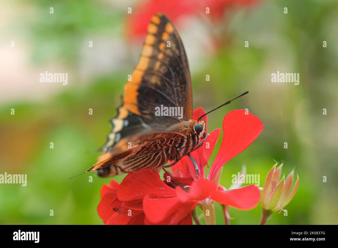 Wild butterfly living over flowers meadow ecosystem,insect animal ...