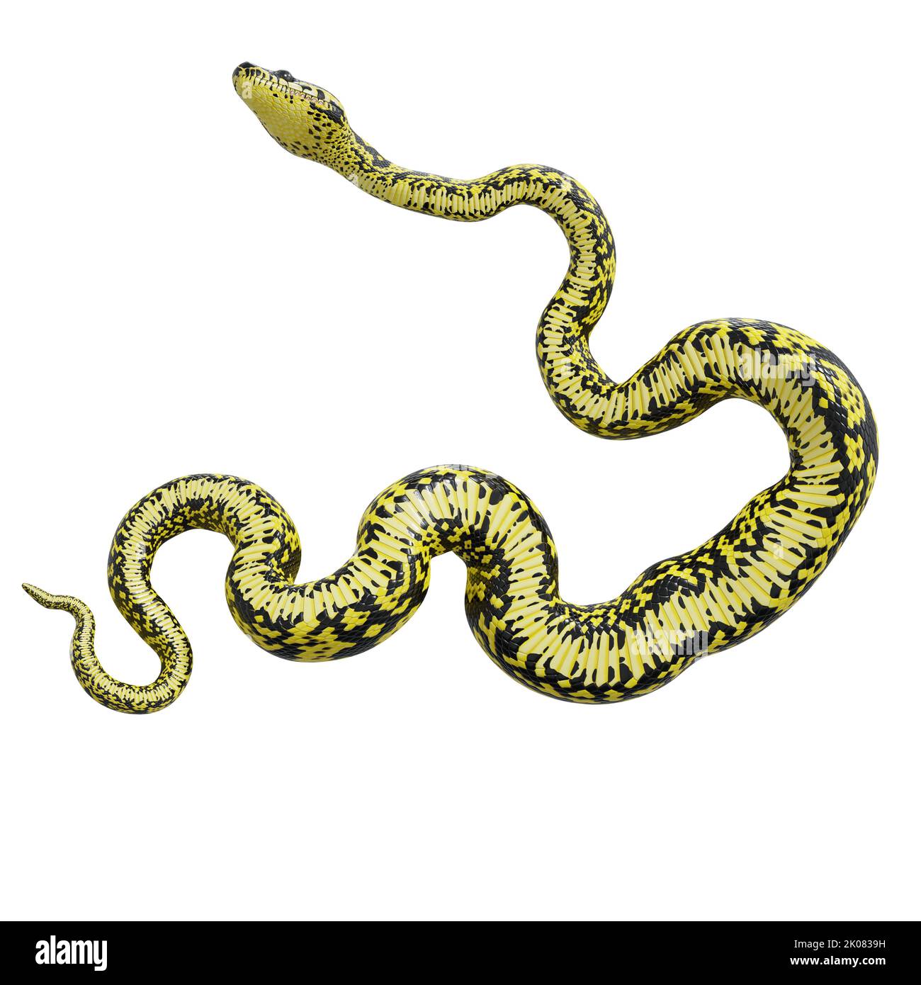 3D illustration of Zebra jungle carpet python Stock Photo - Alamy