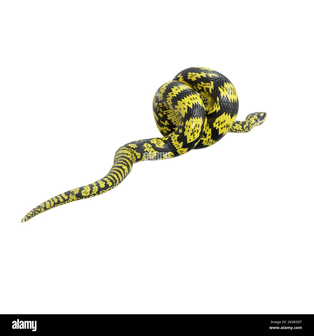 3D illustration of Zebra jungle carpet python Stock Photo - Alamy