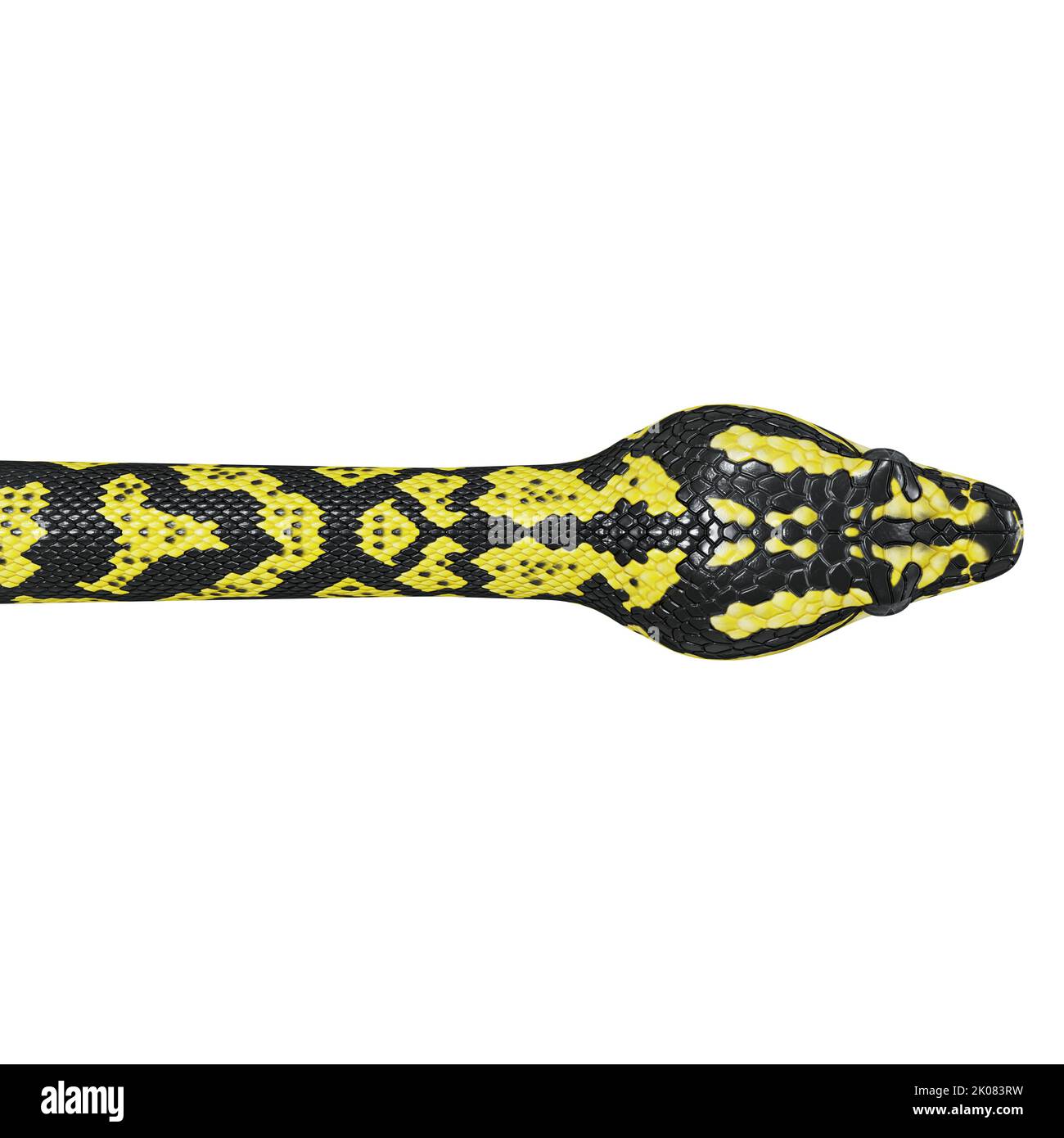 3D illustration of Zebra jungle carpet python Stock Photo - Alamy
