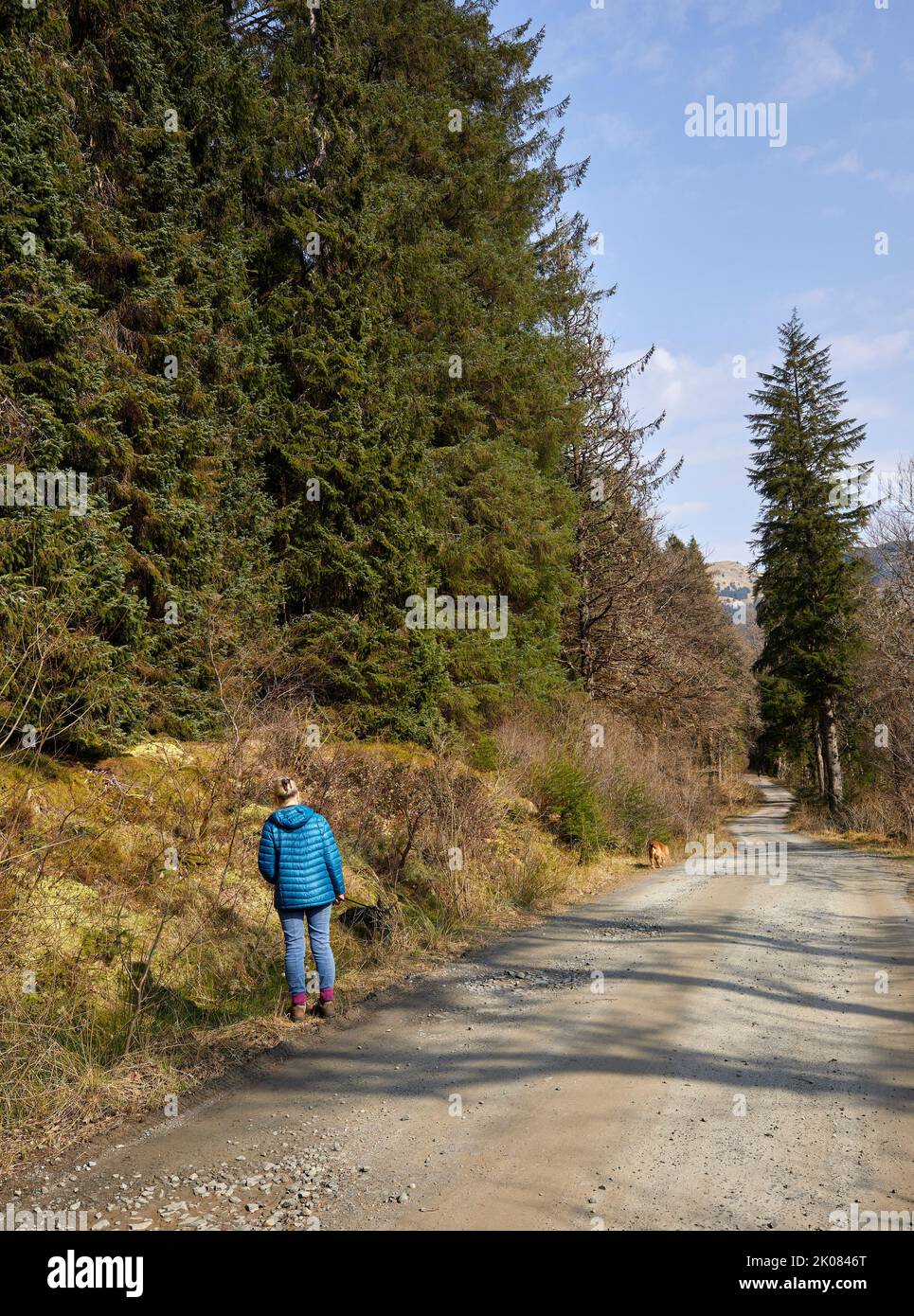 Strachur forest hi-res stock photography and images - Alamy