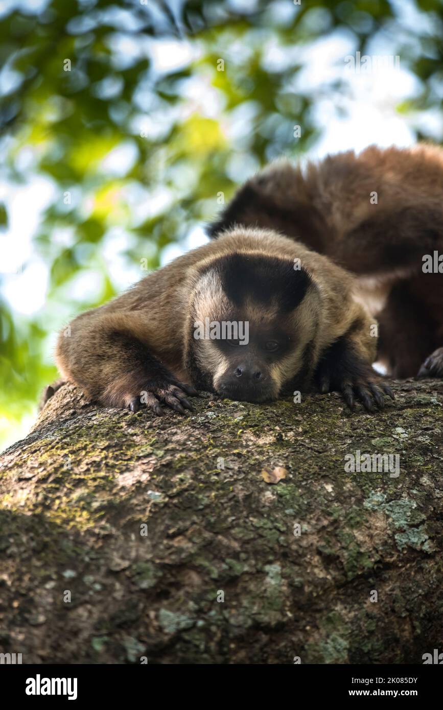 Brown striped tufted capuchin.world heritage Stock Photo - Alamy