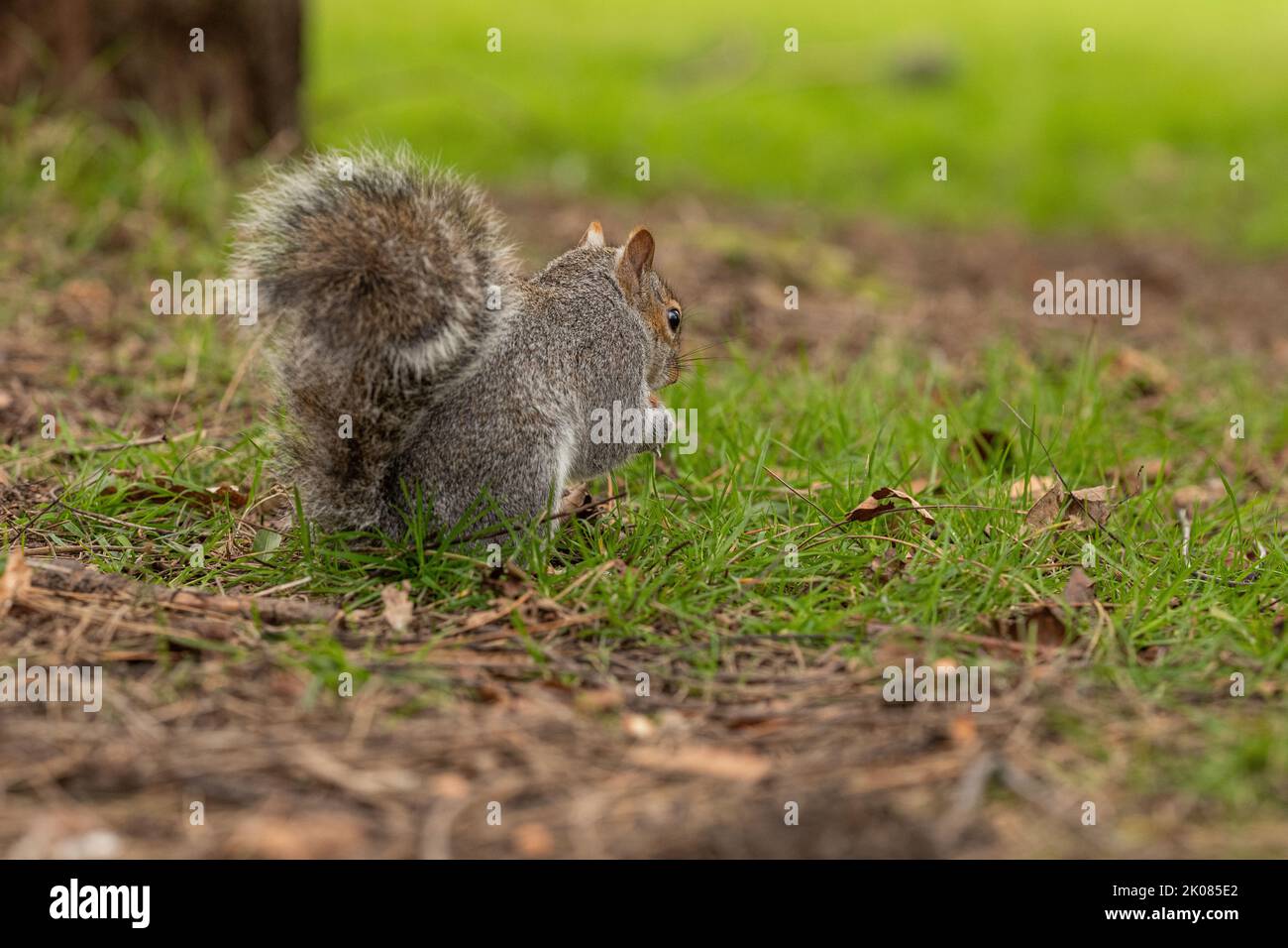 Close ups of a Grey Squirrel foraging on the ground in a park and ...